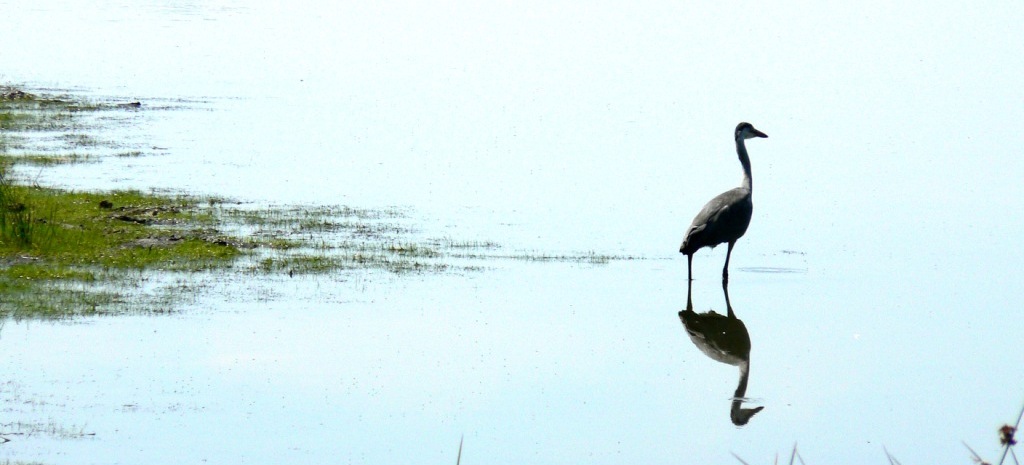 Een uit zijn bek stinkende hijger – Bas van Vuren, aangenaam